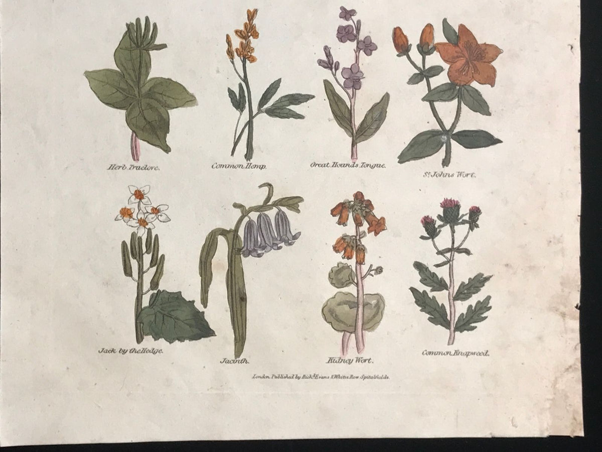 1814 ~ Complete Herbal Nicholas Culpeper Hand-Colored Herb Botanical E ...