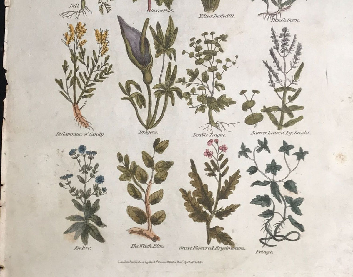 1814 ~ Complete Herbal Nicholas Culpeper Hand-Colored Herb Botanical E ...