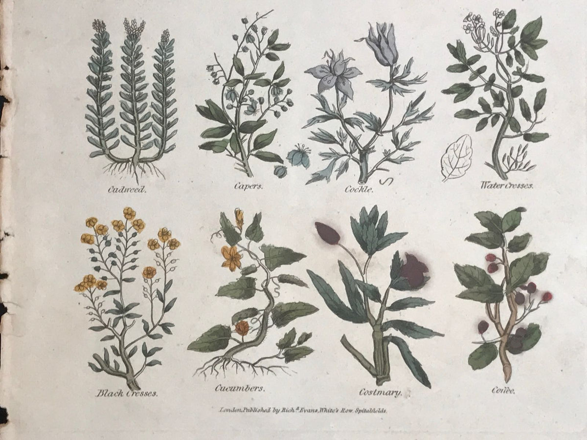 1814 ~ Complete Herbal Nicholas Culpeper Hand-Colored Herb Botanical E ...
